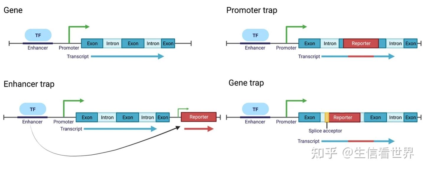 染色体三维结构TAD与基因调控 - 知乎