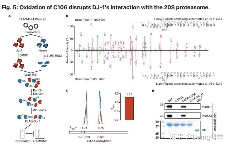 Nature子刊 | DJ-1有望作为新靶点治疗铁死亡相关疾病 - 知乎