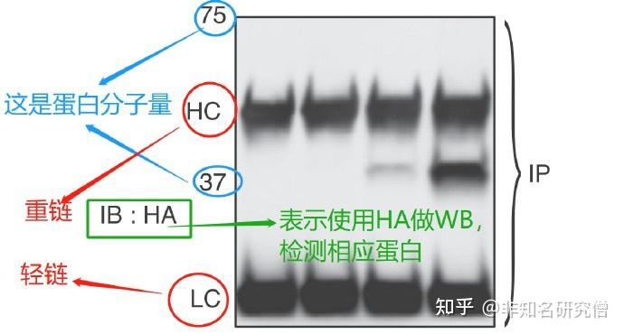 Co-IP的结果解读 - 知乎