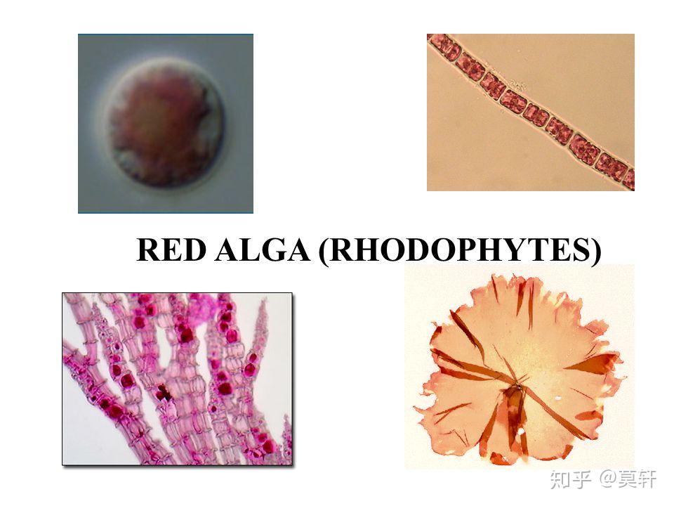 植物哪些部位没有叶绿体？ - 知乎