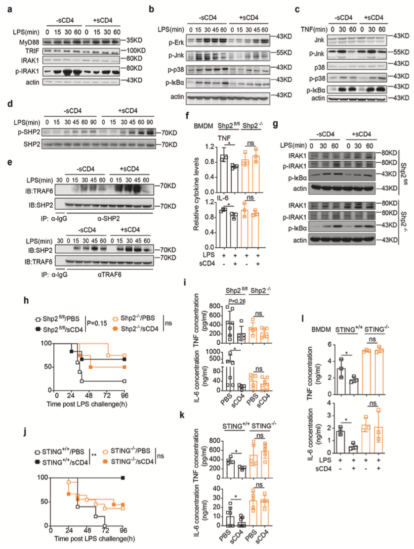 STTT丨IF：39.3丨可溶性 CD4 可有效防止脓毒症常驻巨噬细胞的 TLR 过度激活 - 知乎