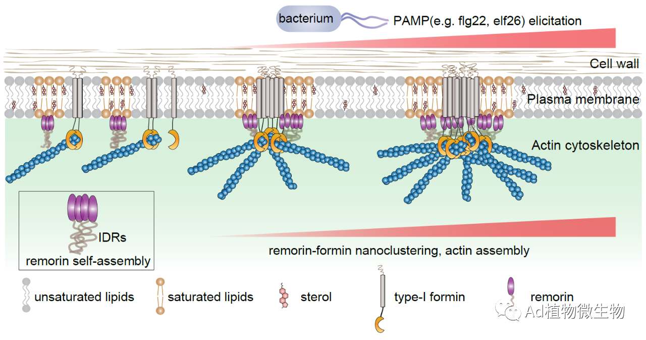 Plant Cell | 研究揭示拟南芥先天免疫反应中肌动蛋白重塑的纳米级调控机制！ - 知乎