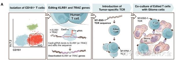 单细胞分析发现肿瘤新型免疫检查点--CD161 - 知乎