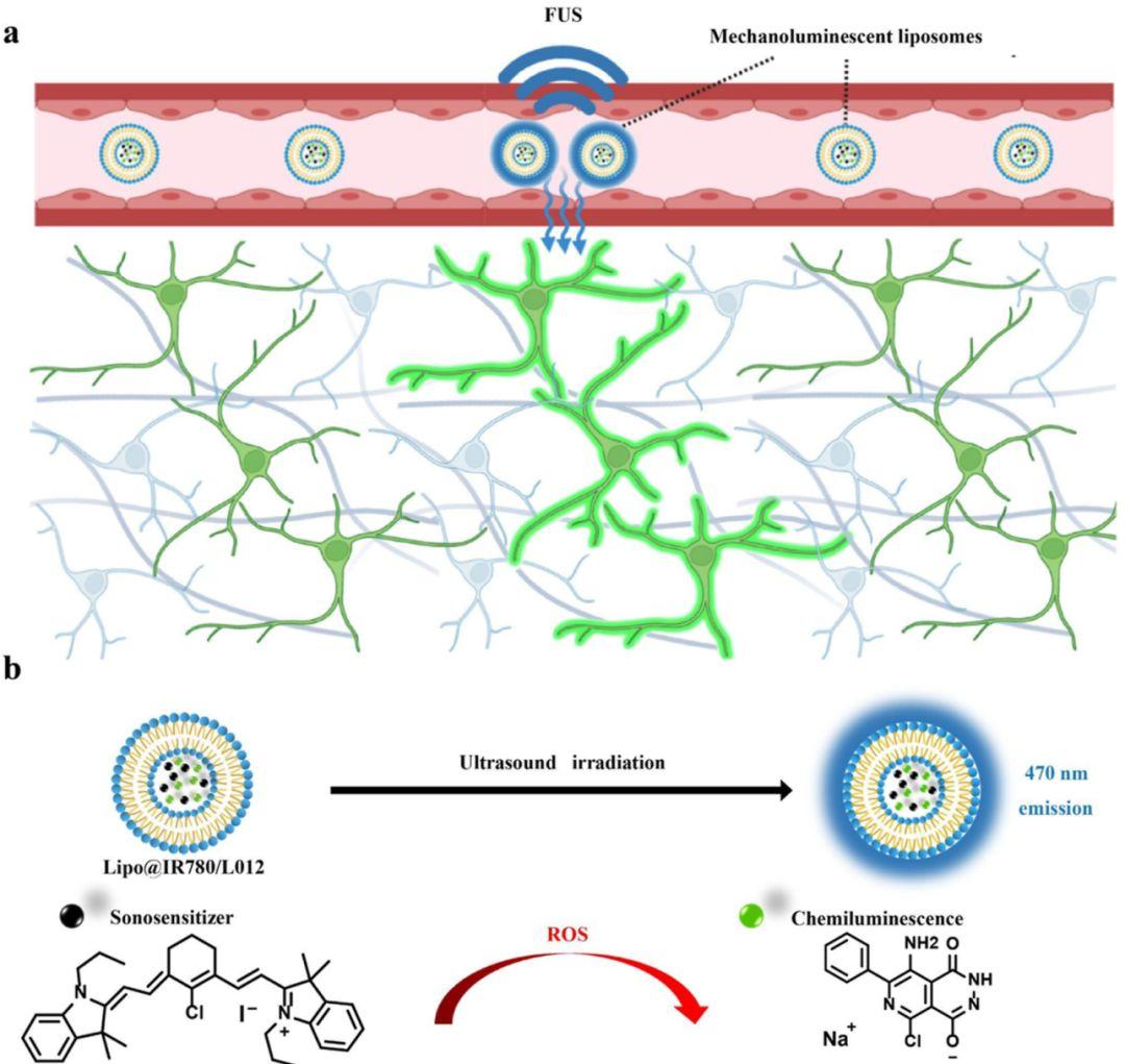 JACS：超声触发用于无创光遗传学的原位光子发射 - 知乎
