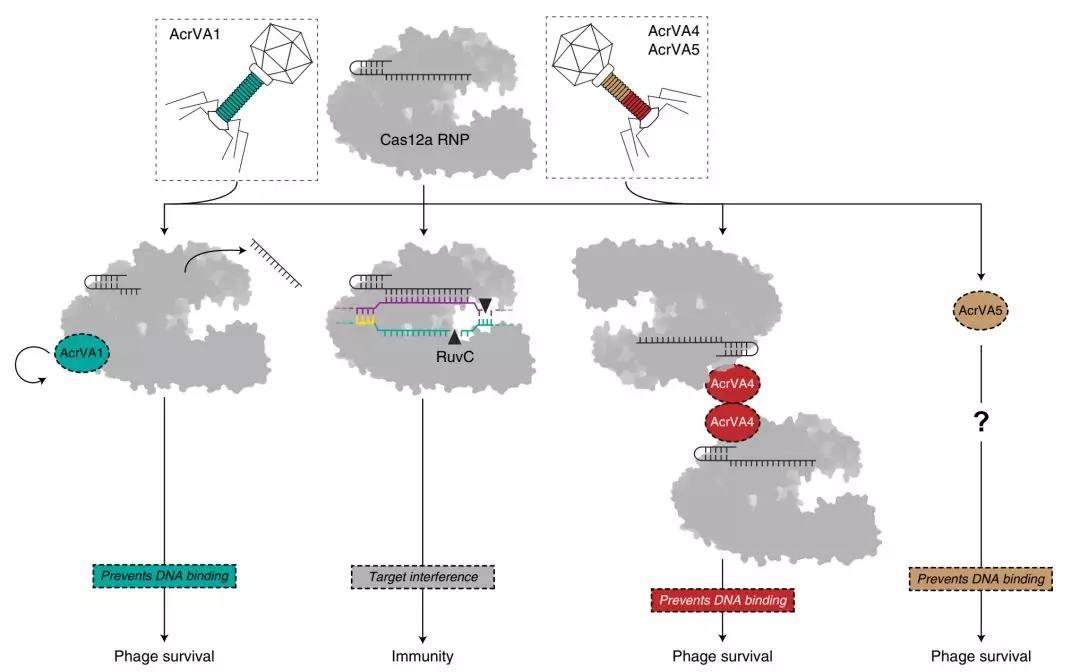 NSMB背靠背丨发现新型Anti-CRISPR蛋白并揭示其抑制type V型Cas12a活性的新机制 - 知乎
