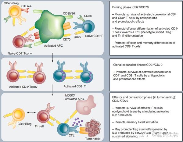 肿瘤免疫靶点 | CD27 - 知乎