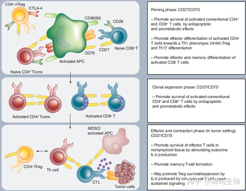 肿瘤免疫靶点 | CD27 - 知乎