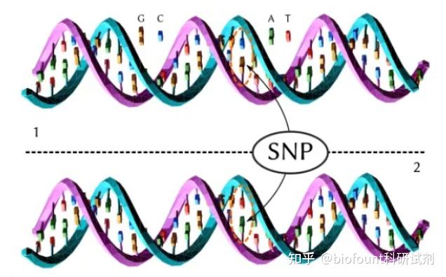 基因启动子中的SNP如何改变基因表达水平 - 知乎
