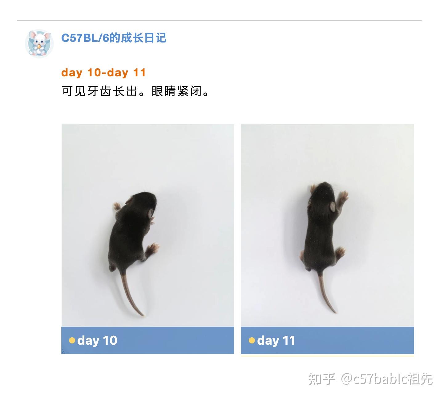 C57BL/6成长日记，看乳鼠如何快速成长变化！ - 知乎