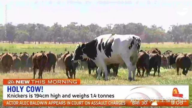 外国人常说的"have a cow"是什么意思？别再翻译错了！ - 知乎