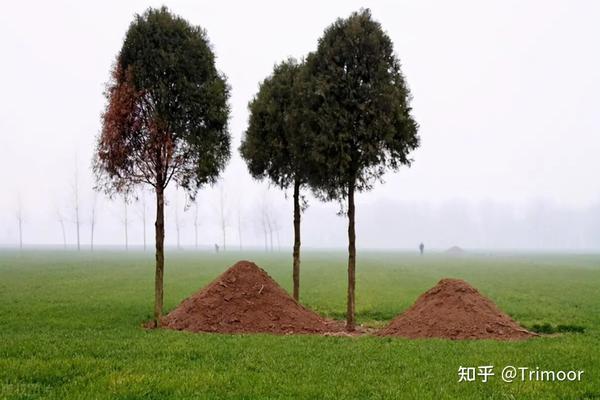 老祖宗说 坟不栽三，宅不栽四”，说的是哪7种树不能随便栽？ 知乎