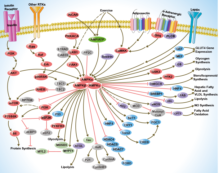 图说AMPK及其信号通路的功能 - 知乎
