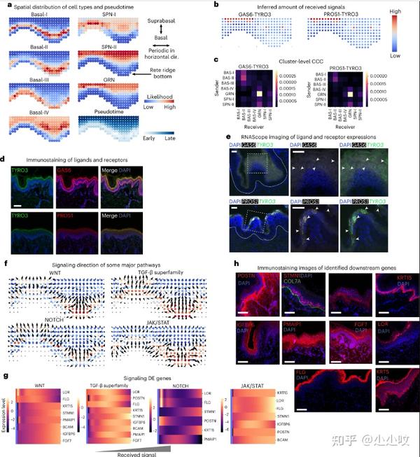 Nat. Methods | COMMOT：利用最优运输进行空间转录组细胞间通讯分析 - 知乎