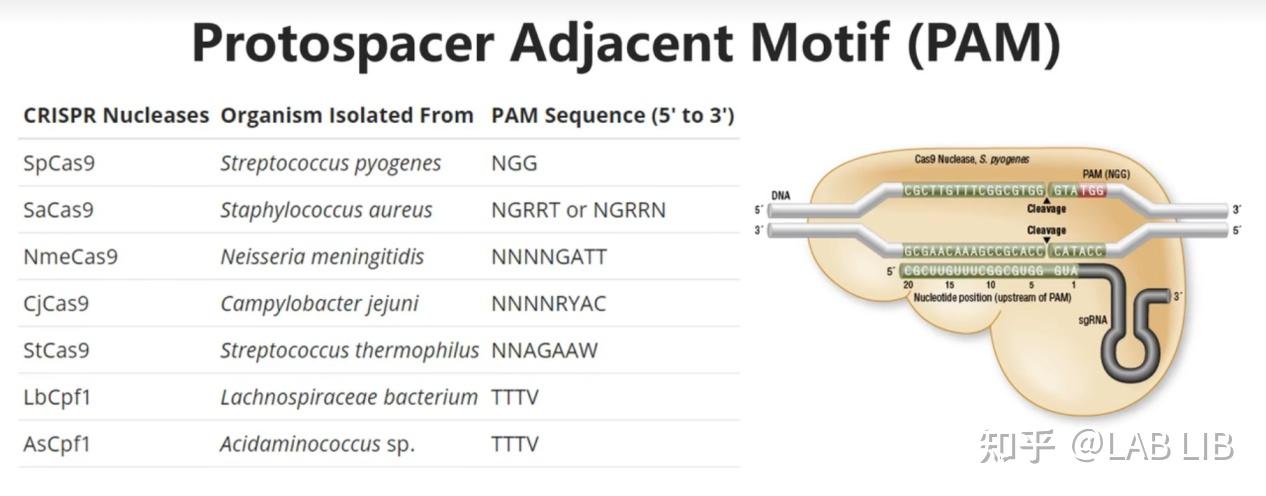 CRISPR-Cas9个人笔记 - 知乎