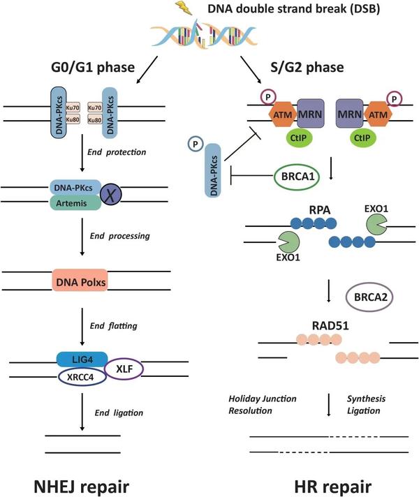 超清晰！选对免疫缺陷小鼠全靠这篇~ - 知乎