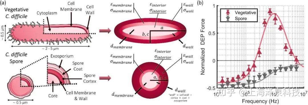 Ampha Z32的应用：定量细菌孢子萌发以评估宿主菌群对艰难梭菌感染的敏感性 - 知乎