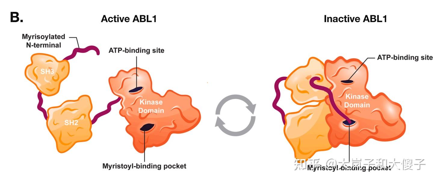 关于慢性髓系白血病（CML）的科普4：发病机制，费城染色体和融合基因 - 知乎