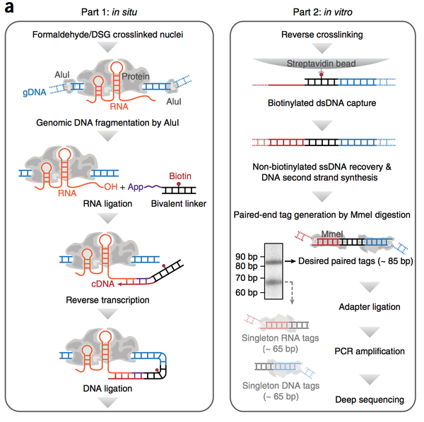 3D 基因组领域的重要进展：GRID-Seq 探索DNA-RNA的相互作用 - 知乎