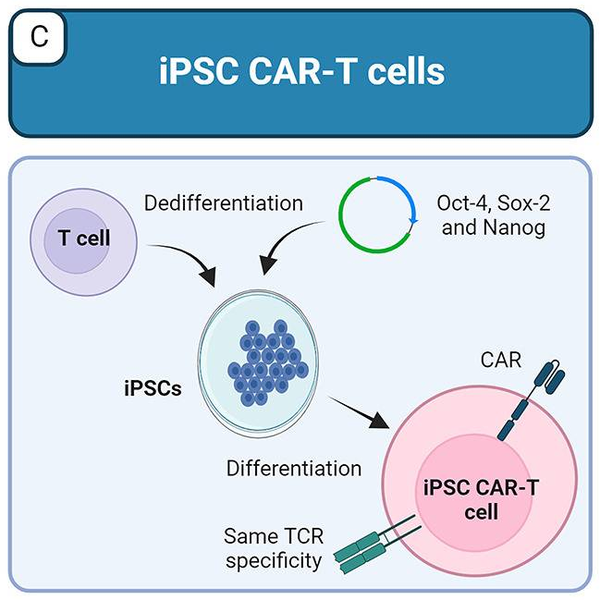 诱导多能干细胞（iPSC）的自述 - 知乎