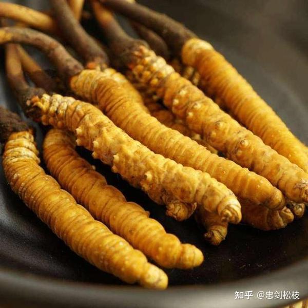 那曲虫草和玉树虫草有什么区别？新千虫草大世界带你在青海买虫草 - 知乎