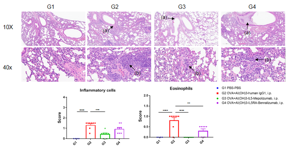 自身免疫疾病潜力靶点——IL-5 & IL-5Rα - 知乎