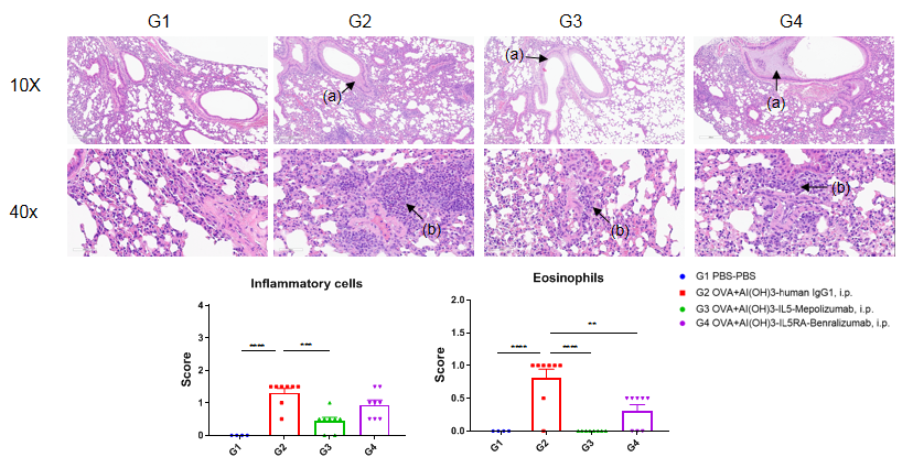 自身免疫疾病潜力靶点——IL-5 & IL-5Rα - 知乎