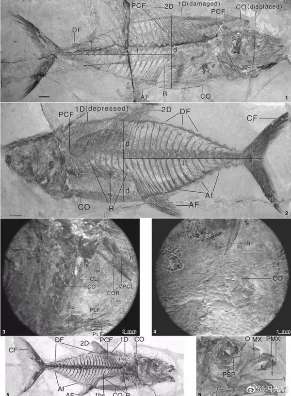蒙特波卡：始新世的海洋之窗（3）——鲭形系（作者：达达） - 知乎