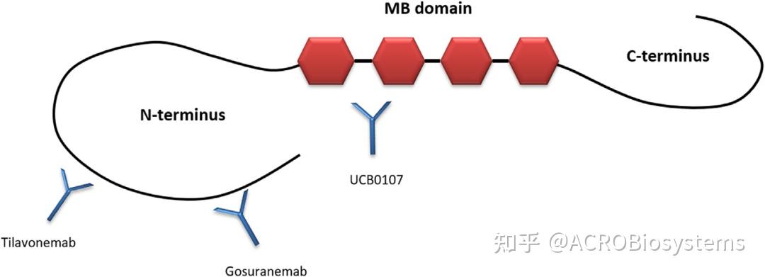 ACRO解读神经退行性疾病治疗曙光，α-Syn与Tau的联合之路 - 知乎