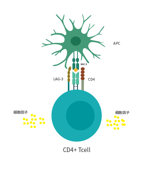 LAG-3靶点机制和研究进展 - 知乎