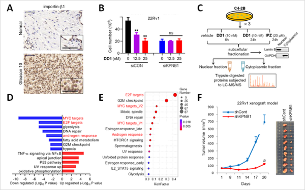 JACS | 中山大学尹胜/王军舰通过点击化学发现芫花活性成分治疗前列腺癌新靶点 - 知乎