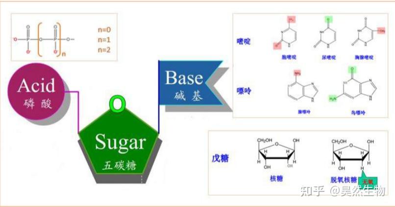 淡黄色轮环藤宁Cyclen-ATP/Cyclen-ADP/Cyclen-AMP标记核苷酸生物试剂 - 知乎