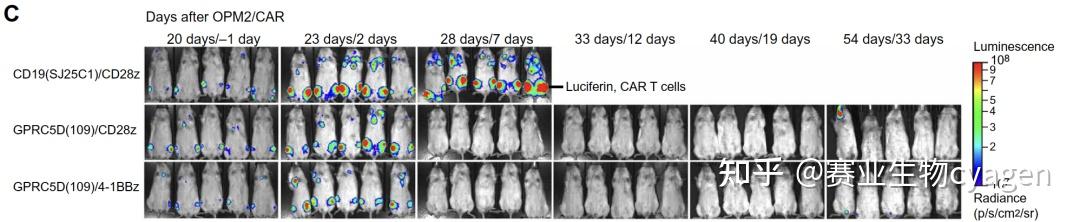 从GPRC5D看CAR-T靶点的发现与研究 - 知乎