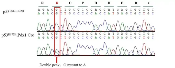 助力Kras，p53癌基因研究，“药"更近一步！ - 知乎