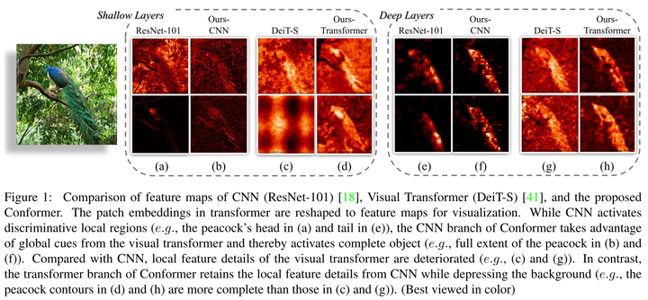 Conformer: Local Features Coupling Global Representations for Visual Recognition - 知乎