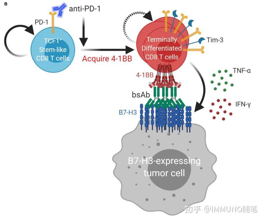 CD137/4-1BB I 肿瘤免疫治疗热门靶点 - 知乎
