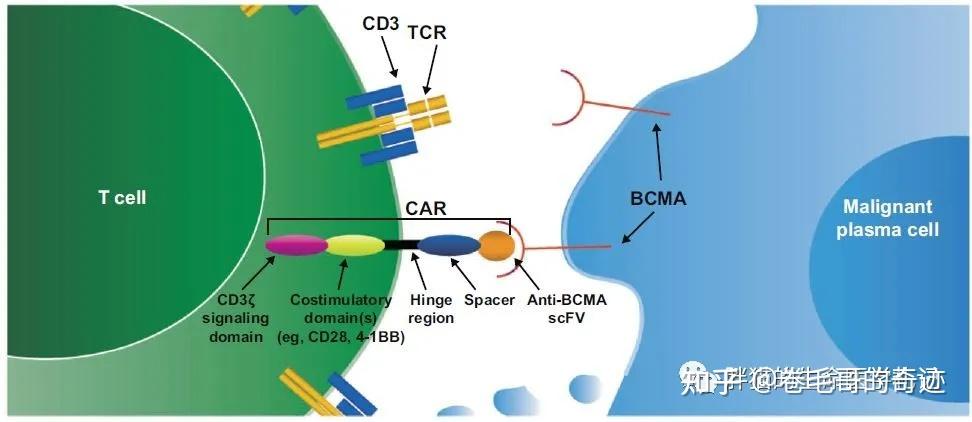 靶向BCMA的CAR-T疗法 - 知乎