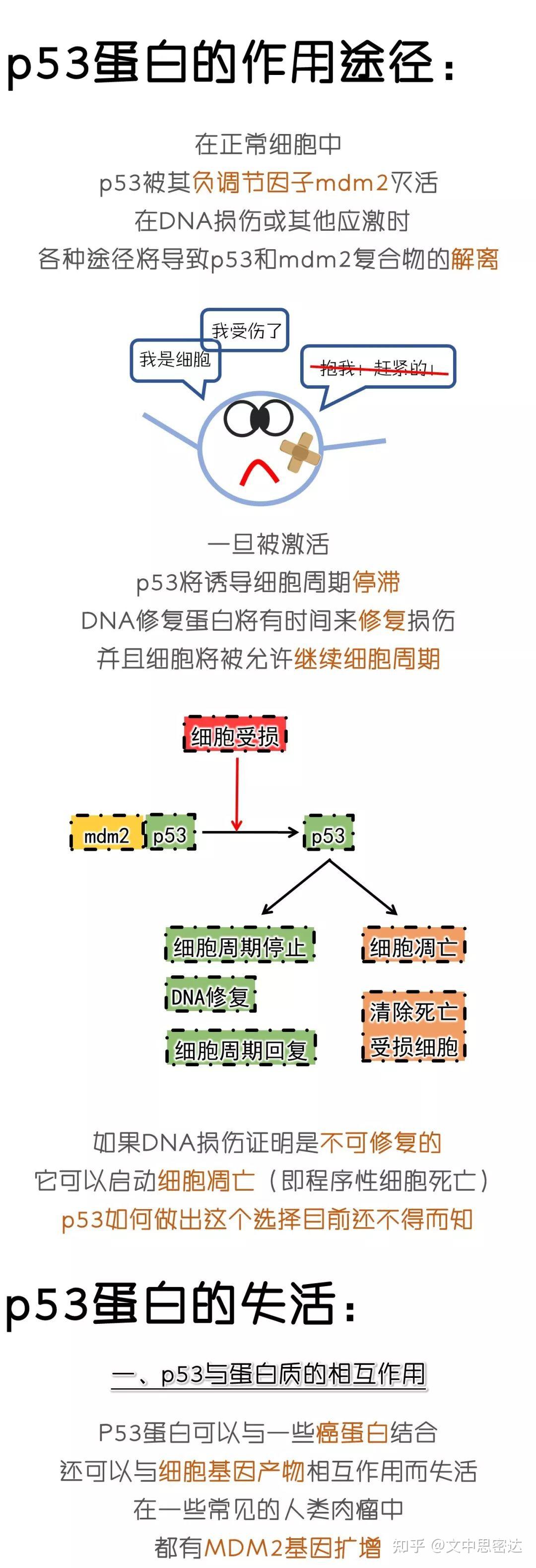 p53基因与p53基因药物 - 知乎