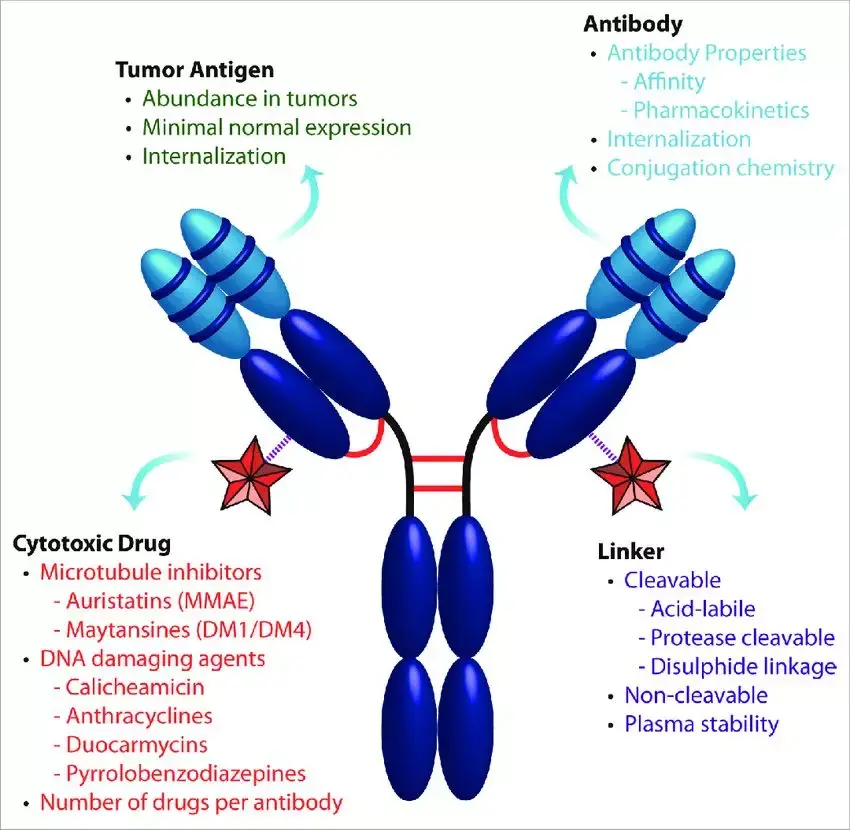 【干货】抗体偶联药物（ADC）浅析 - 知乎