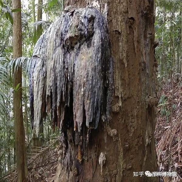 达玛脂与笃耨香，关于龙脑香科的简单介绍。 - 知乎