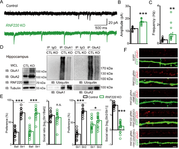 Sci Adv | 盛能印/毛炳宇/丁玉强团队合作发现AMPA受体泛素化在兴奋性突触功能调控中的新机制 - 知乎