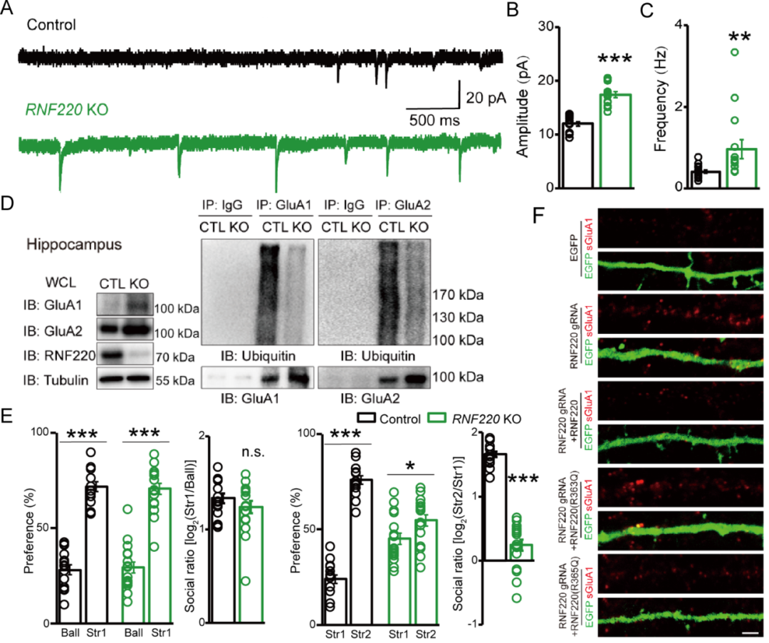 Sci Adv | 盛能印/毛炳宇/丁玉强团队合作发现AMPA受体泛素化在兴奋性突触功能调控中的新机制 - 知乎