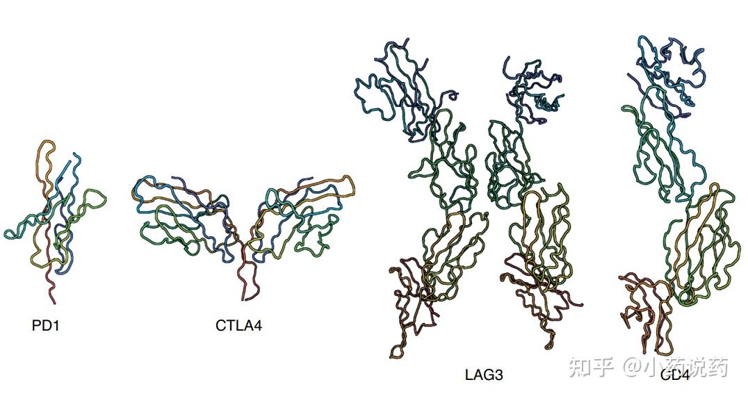 LAG-3分子结构的新见解 - 知乎