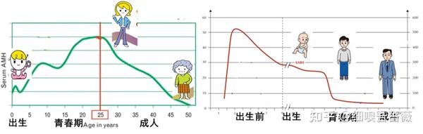 性激素六项和AMH（抗缪勒管激素）的诊断意义 - 知乎