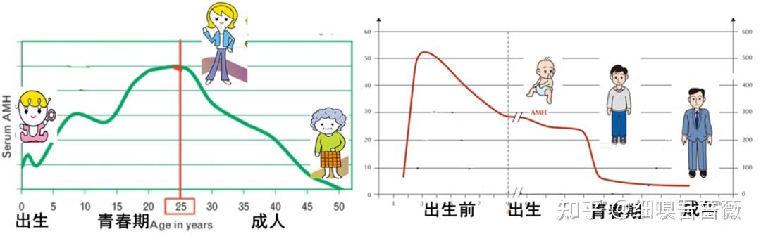 性激素六项和AMH（抗缪勒管激素）的诊断意义 - 知乎