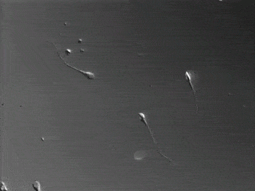 [细胞的一生]--生命源自细胞 - 知乎