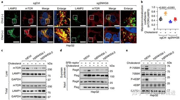 Nature Metabolism | lncRNA介导细胞器互作促进肝脏癌变 - 知乎