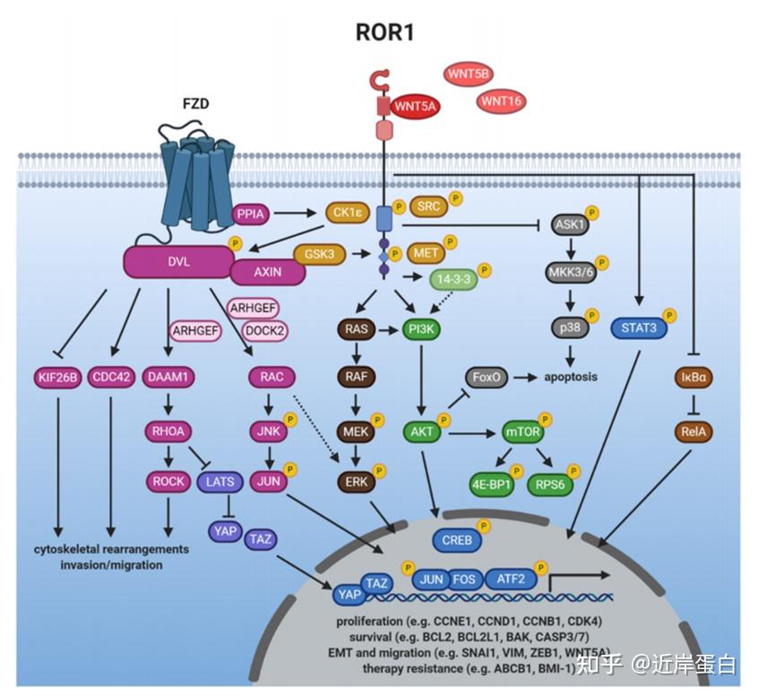 ADC靶点内卷，ROR1是否可以突破重围？ - 知乎
