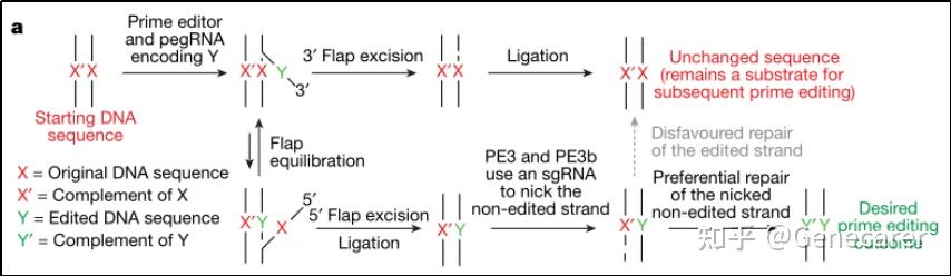 Primer editor 基因编辑服务介绍 - 知乎
