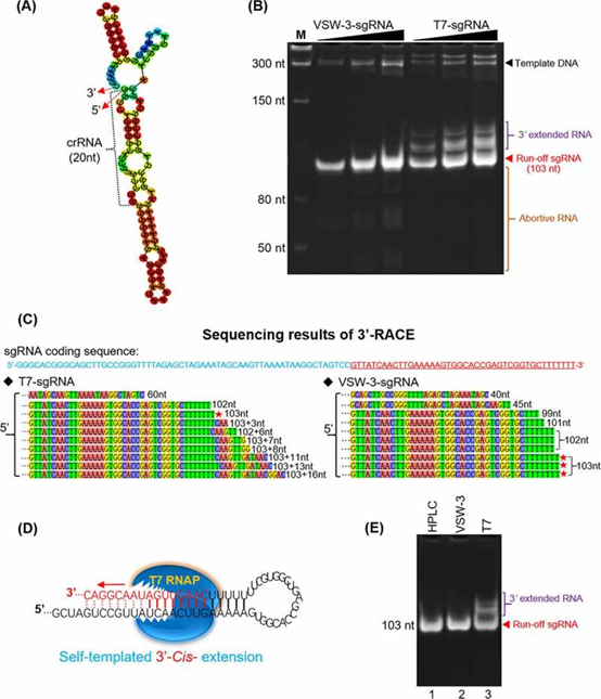 【耀文解读】mRNA IVT篇-VSW-3 RNA聚合酶在IVT中减少dsRNA副产物 - 知乎