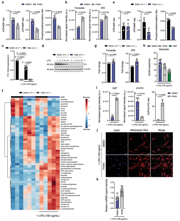 Nature丨巨噬细胞富马酸水合酶抑制 mtRNA 介导的干扰素产生 - 知乎